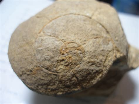 Some Fossils Fossils Identification Some Fossils Fossils Identification