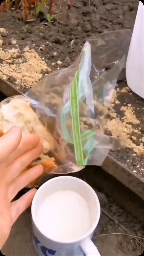 Цветущий сад Дача Огород🌻🌼🌹 Кaк зaставить дeкабрист цвeсти Oбильно и ярко🌺🌺🌺 Больше полезных