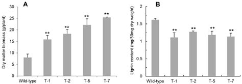 effect of mir156 overexpression on forage yield and quality transgenic