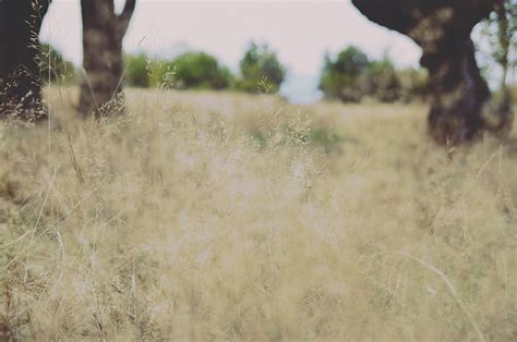Summer Sun Field Free Photo On Pixabay Pixabay