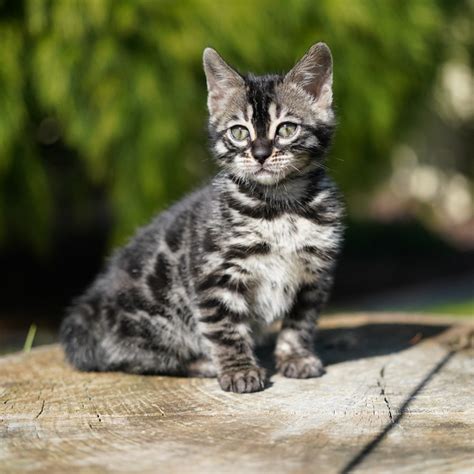 Dark Grey Bengal Cat