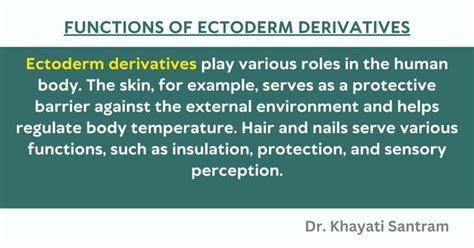 Ectoderm Derivativespdf Free Download