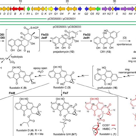 Genetic Organization Of The F Ls Gene Cluster In M Rosaria Scsio Download Scientific Diagram