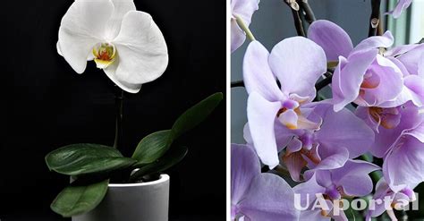 Чому орхідея померла як доглядати за орхідеями як часто треба поливати орхідею