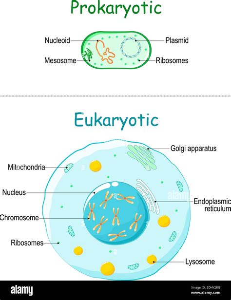 Prokaryotic And Eukaryotic Cells Under Microscope