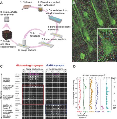 Array Tomography Allows The Resolution Classification And