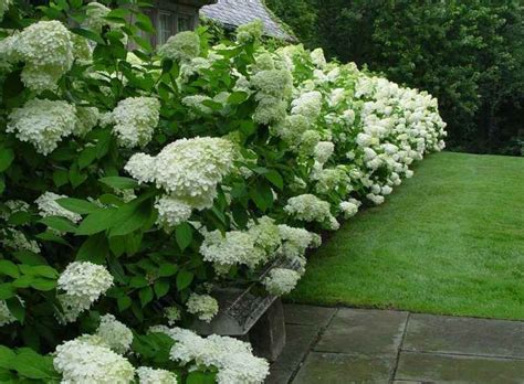 Pruning Hydrangea Paniculata Grandiflora And H Arborescens When And How To Prune Garden Yard