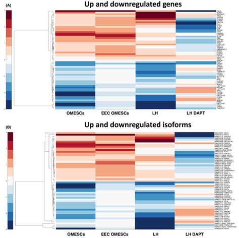 Comparative Epithelial Stem Cells Transcriptomics Analysis Heatmaps