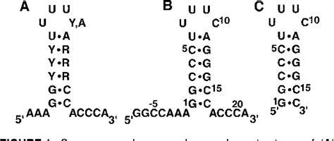 Figure 1 From Nmr Structure And Dynamics Of The Rna Binding Site For
