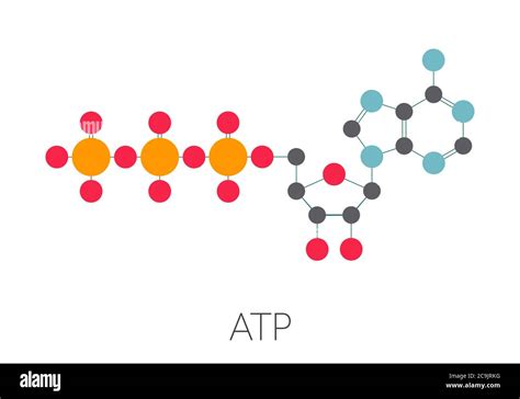 Adenosine Triphosphate Atp Molecule Functions As Neurotransmitter