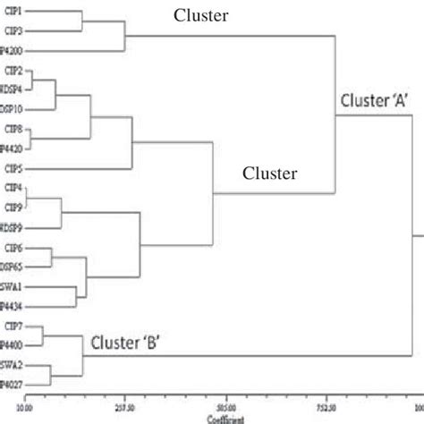 Unweighted Pair Group Method With Arithmetic Mean UPGMA Dendrogram