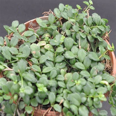 Kalanchoe Uniflora Plants Succulents House Plants