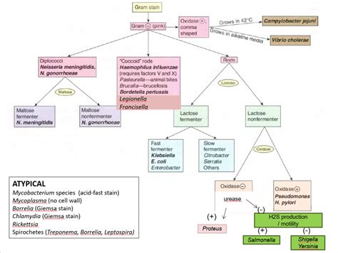 Gram Negative Diagram Quizlet
