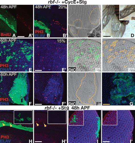 Apc C Activity Limits Accumulation Of E2f Induced Cell Cycle Download Scientific Diagram