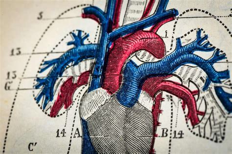 Drug Discovery News On Linkedin Sex Differs In Matters Of The Heart