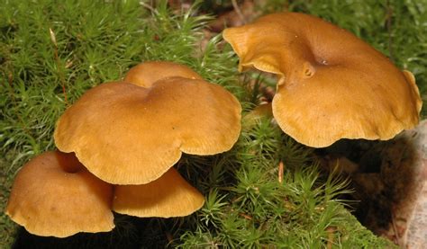 Fungus Gallery Omphalina Nikb1851