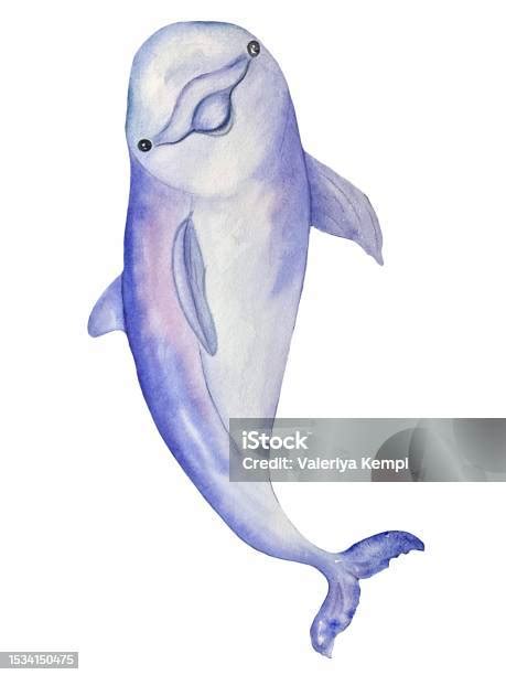 돌고래 그림 바다 해양 생물 흰색 배경에 격리된 배경 수채화 손으로 그렸습니다 그리기에 대한 스톡 벡터 아트 및 기타 이미지 그리기 꼬리 돌고래 Istock