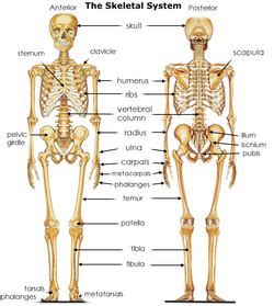 Skeletal System Systems Of The Human Body