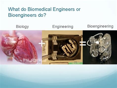 What Do Biomedical Engineers Or Bioengineers Do Biology