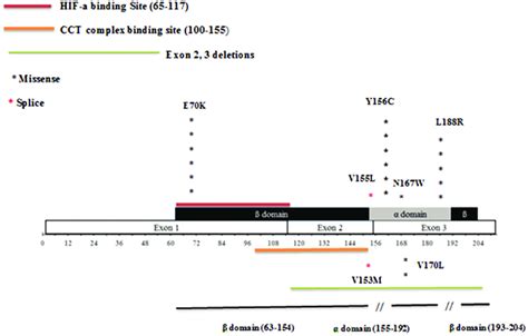 location of germline mutations in vhl patients three exons are