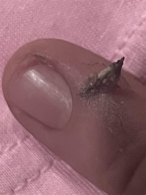 Is This A Pantry Moth R Whatisthisbug