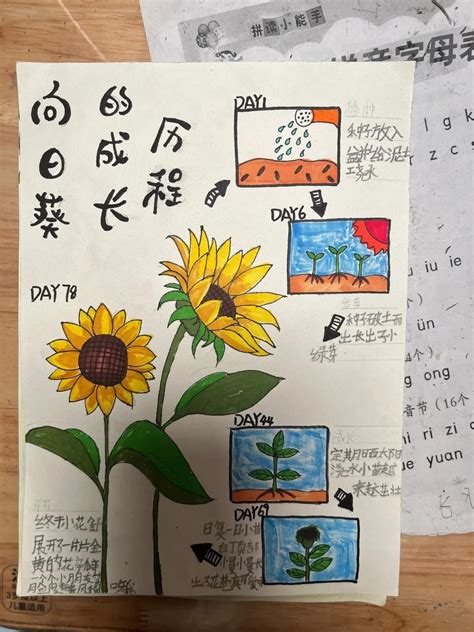 向日葵的生长过程手抄报图片大全怎么画简单（共18张） 手抄报图片大全