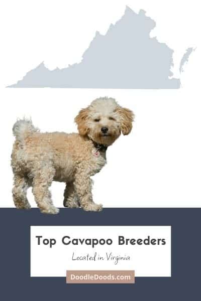 Guide To Responsible Cavapoo Breeding What To Know