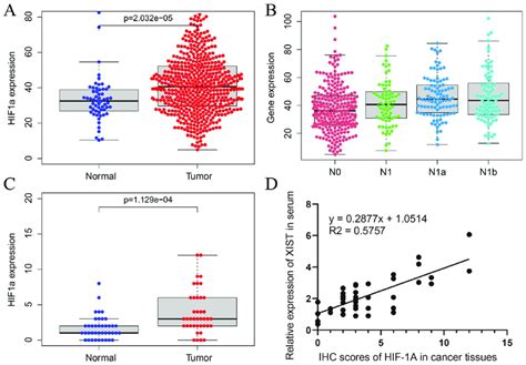 Expression Levels Of Hif 1a In Tc Tissues A The Expression Of Hif 1a