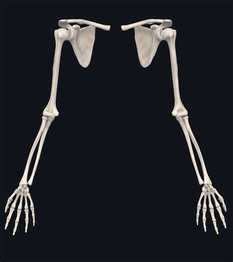 The Pectoral Girdle And Upper Limbs Diagram Quizlet