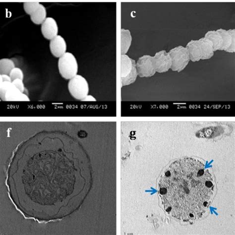 Scanning Electron Micrographs A Untreated Cells B Cells Treated