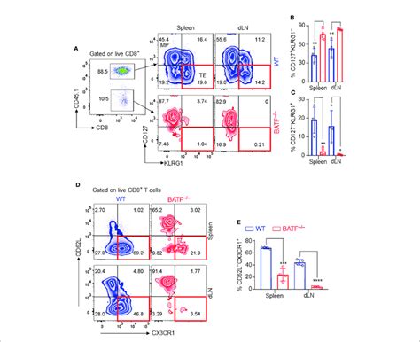 Batf Deficient Cd8 T Cells Fail To Differentiate Into Terminal