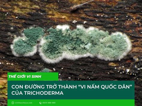 Con đường Trở Thành “vi Nấm Quốc Dân” Của Nấm Trichoderma Asia Trao Trọn Giải Pháp Xanh