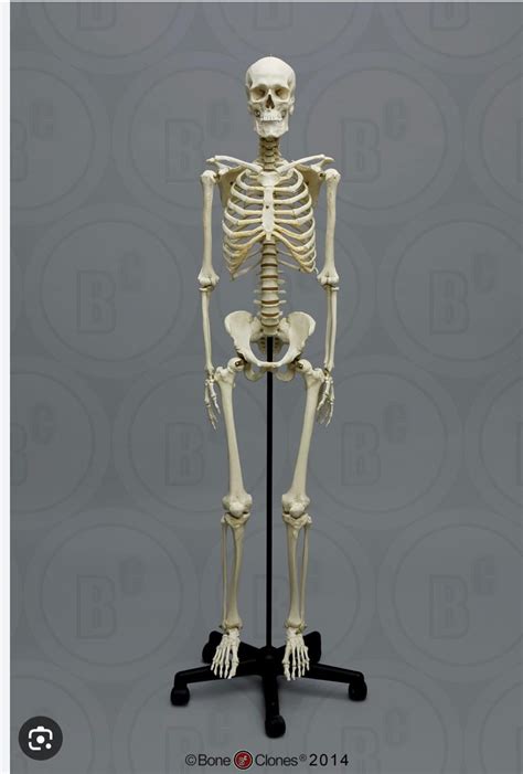 Fun Fact From This Skeleton You Can Tell The Sex Ancestry And Age