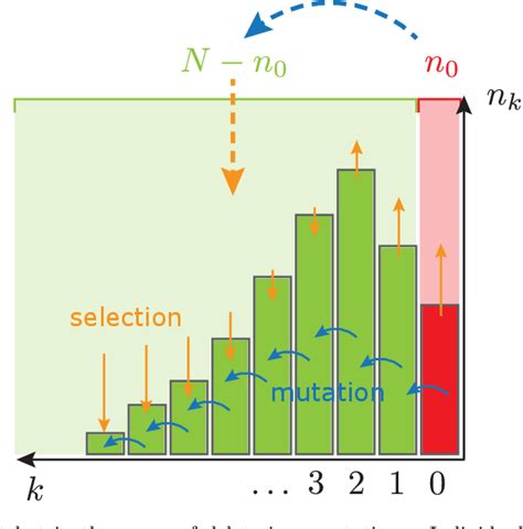 Figure 1 From Mullers Ratchet With Overlapping Generations Semantic Scholar