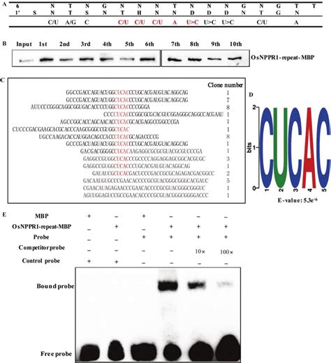 Osnppr1 Binds To The Cucac Motif A Schematic Representation Of Download Scientific Diagram