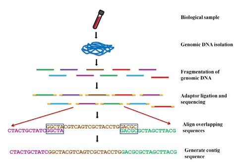 Mycobacterium Tuberculosis Next Generation Wgs Services Creative Diagnostics