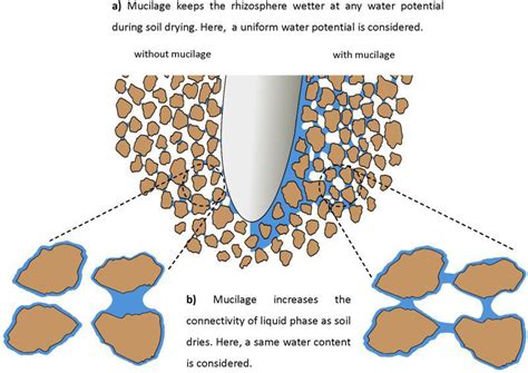 Effects Of Mucilage On Soil Water Content And Its Spatial Configuration