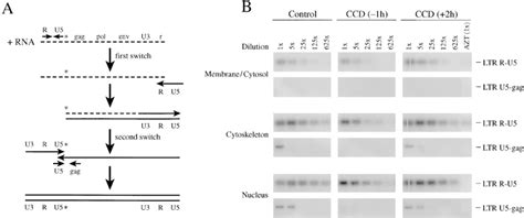 Efficient Hiv 1 Reverse Transcription Requires Actin Microfilaments