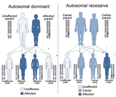 File Autosomal Dominant And Recessive Svg Wikimedia Commons