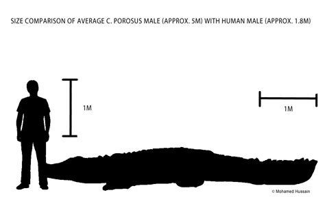 Lolong Size Comparison