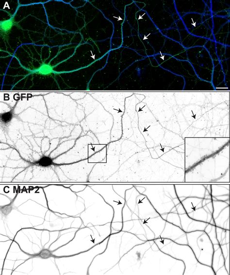 Axon Initial Segment Semantic Scholar
