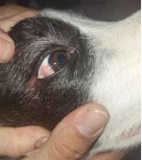 גוש אדמדם בעין הכלב ד״ר גלעד פקטור וטרינר בהרצליה