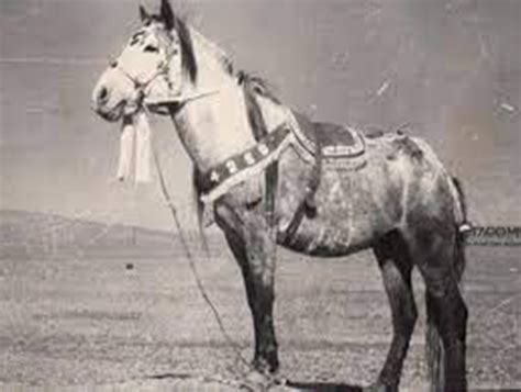 Сутай хайрханы оргилд гарсан бор морь