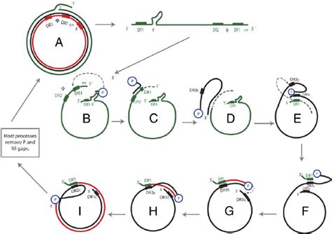Reverse Transcription In Hbv A Plus Sense Pgrna Green Is