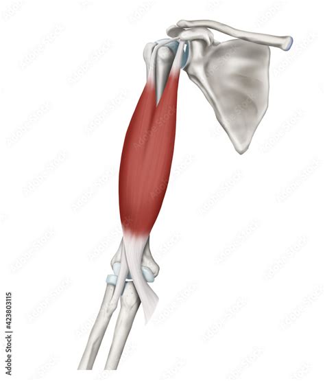 상완이두근 근육 메디컬일러스트 Stock Illustration Adobe Stock