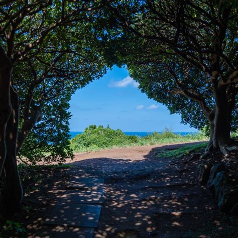 가볍게 걸어보기 좋은 제주 가을 여행지 추천 포토 스팟 도두봉부터 숨은 명소 동백동산 먼물깍과 한라수목원까지 롯데호텔 제주가 소개하는 9월부터 10월 제주 가볼 만한