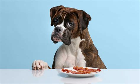 Can I Feed My Dog Bacon Online
