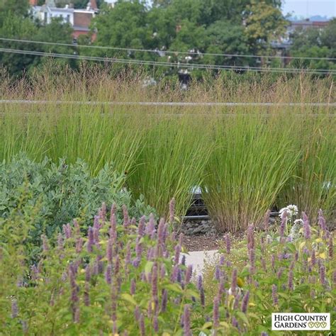 Heavy Metal Blue Switch Grass Panicum Virgatum Heavy Metal High