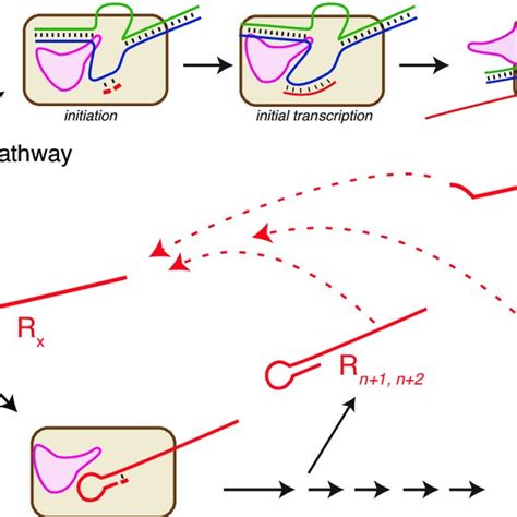 Primer Extension Of Synthetic RNA In The Absence Of Promoter Sequence Download Scientific