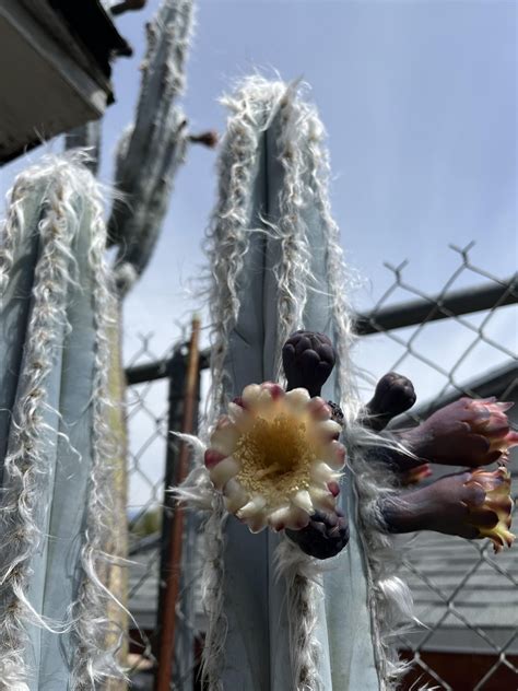 Latin Binomial Nomenclature Identification Help R Cactus